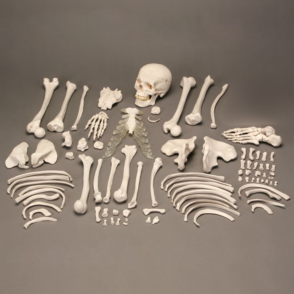Life Size 160cm Skeleton (with Skeleton Recording Sheets) – Aphrodite ...
